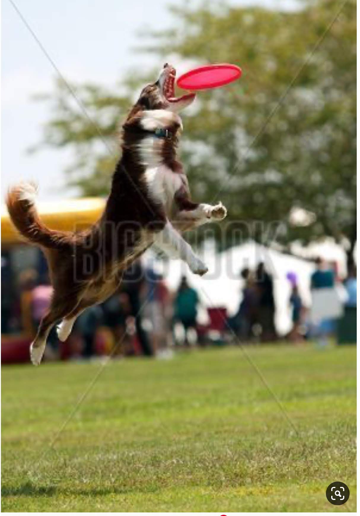 Frisbee Dog! – Art Bern