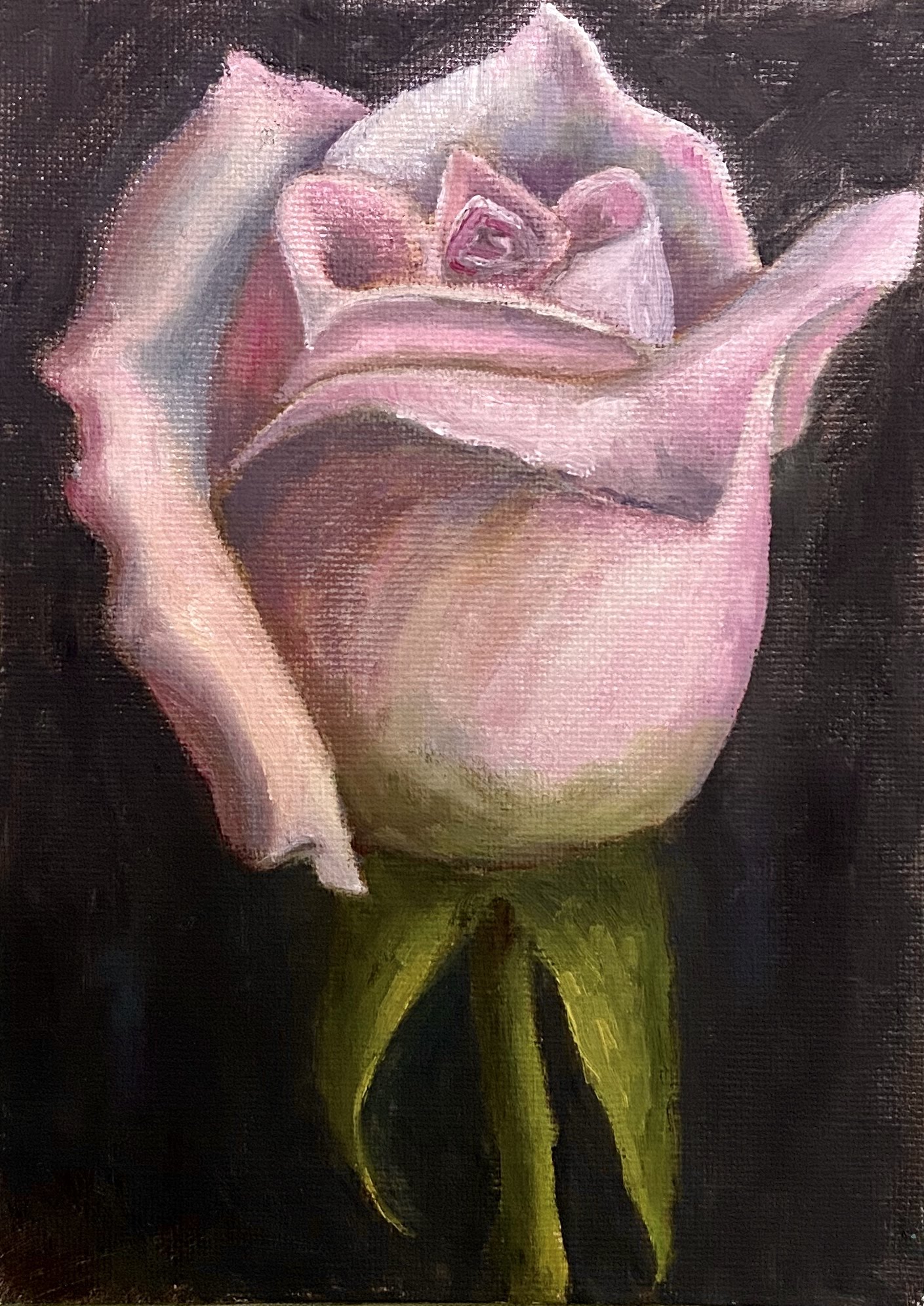 Flower Study #5: Pink Rose – Art Bern