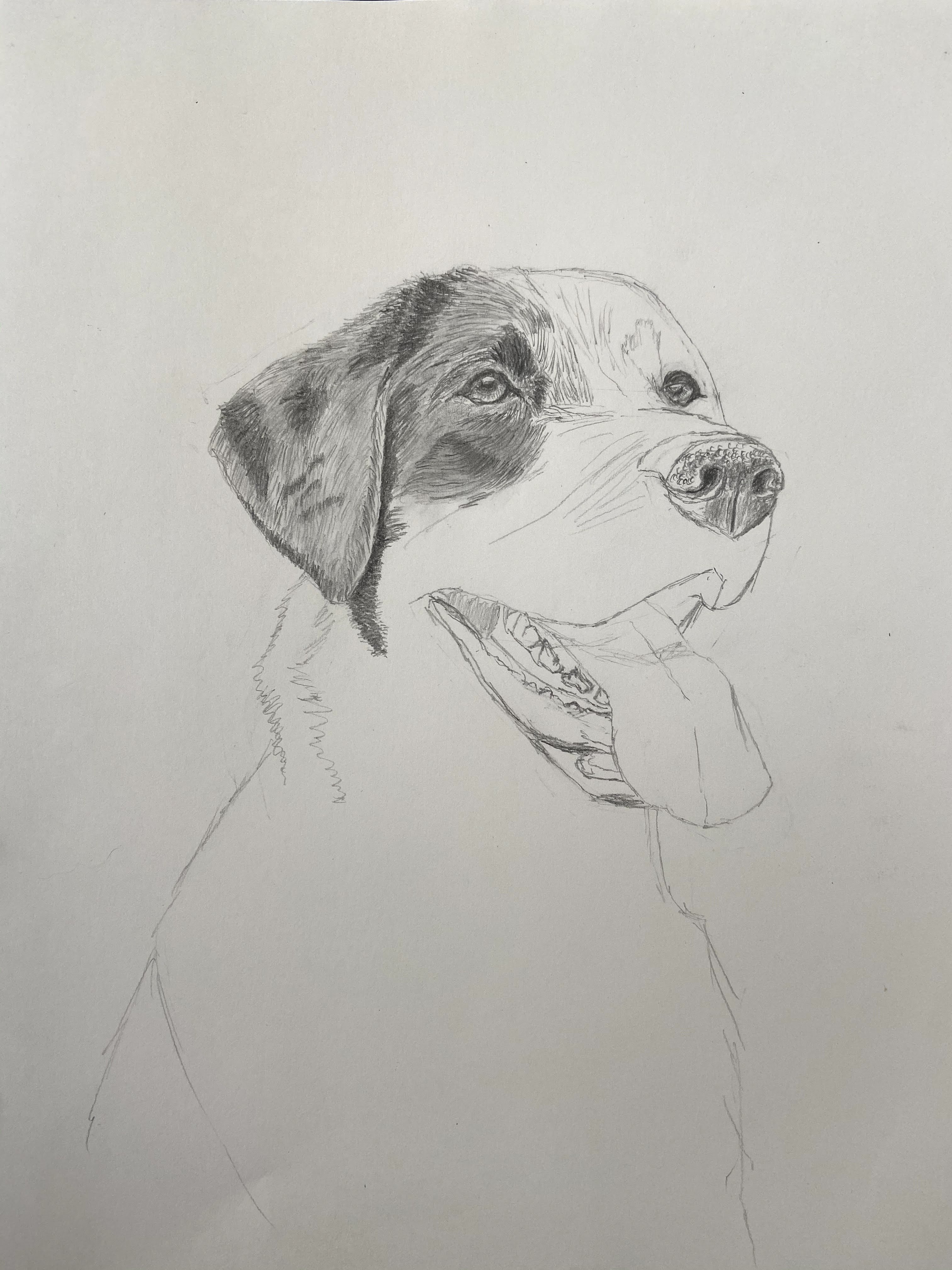 Happy Lab Portrait – Art Bern