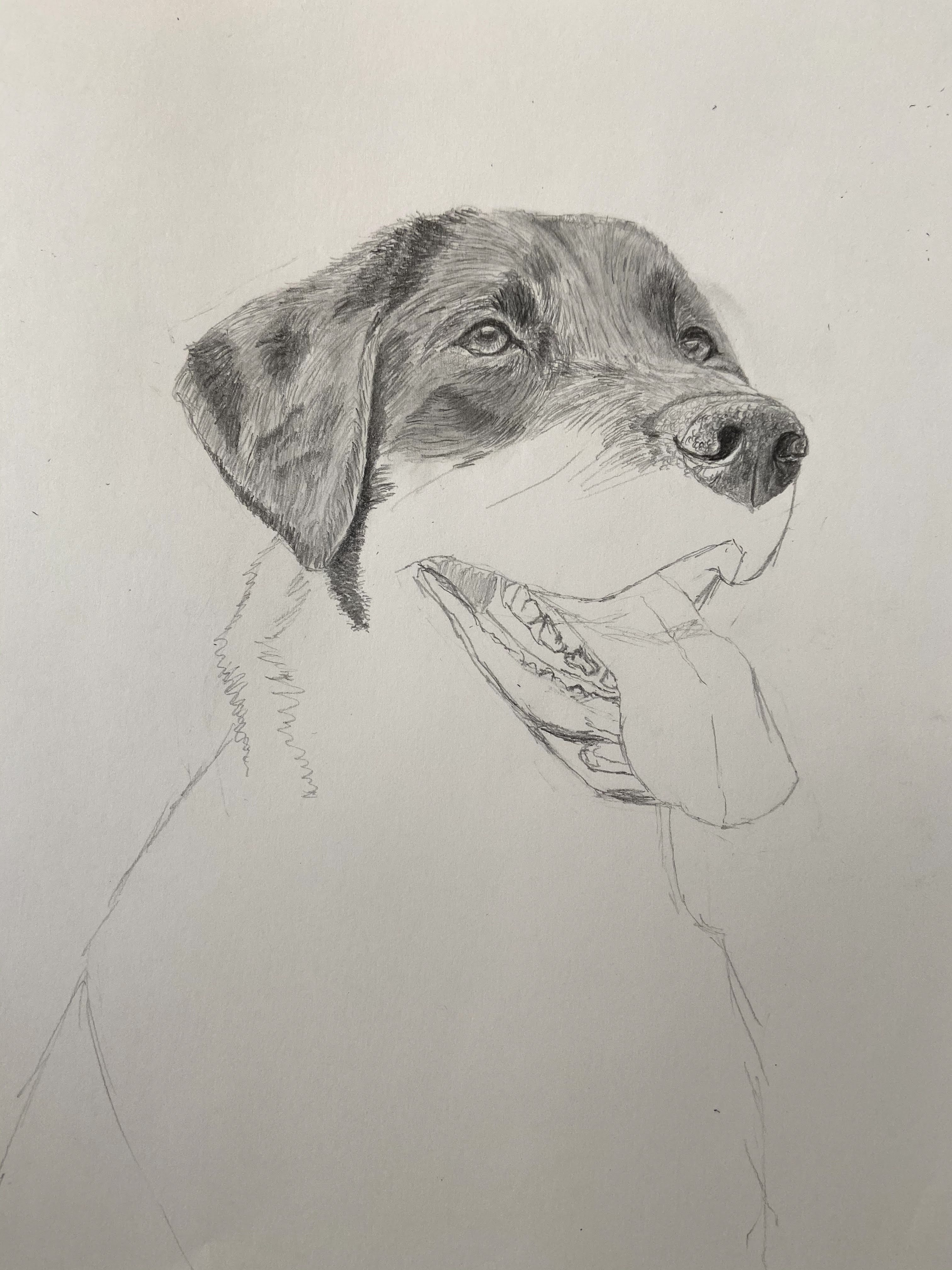 Happy Lab Portrait – Art Bern
